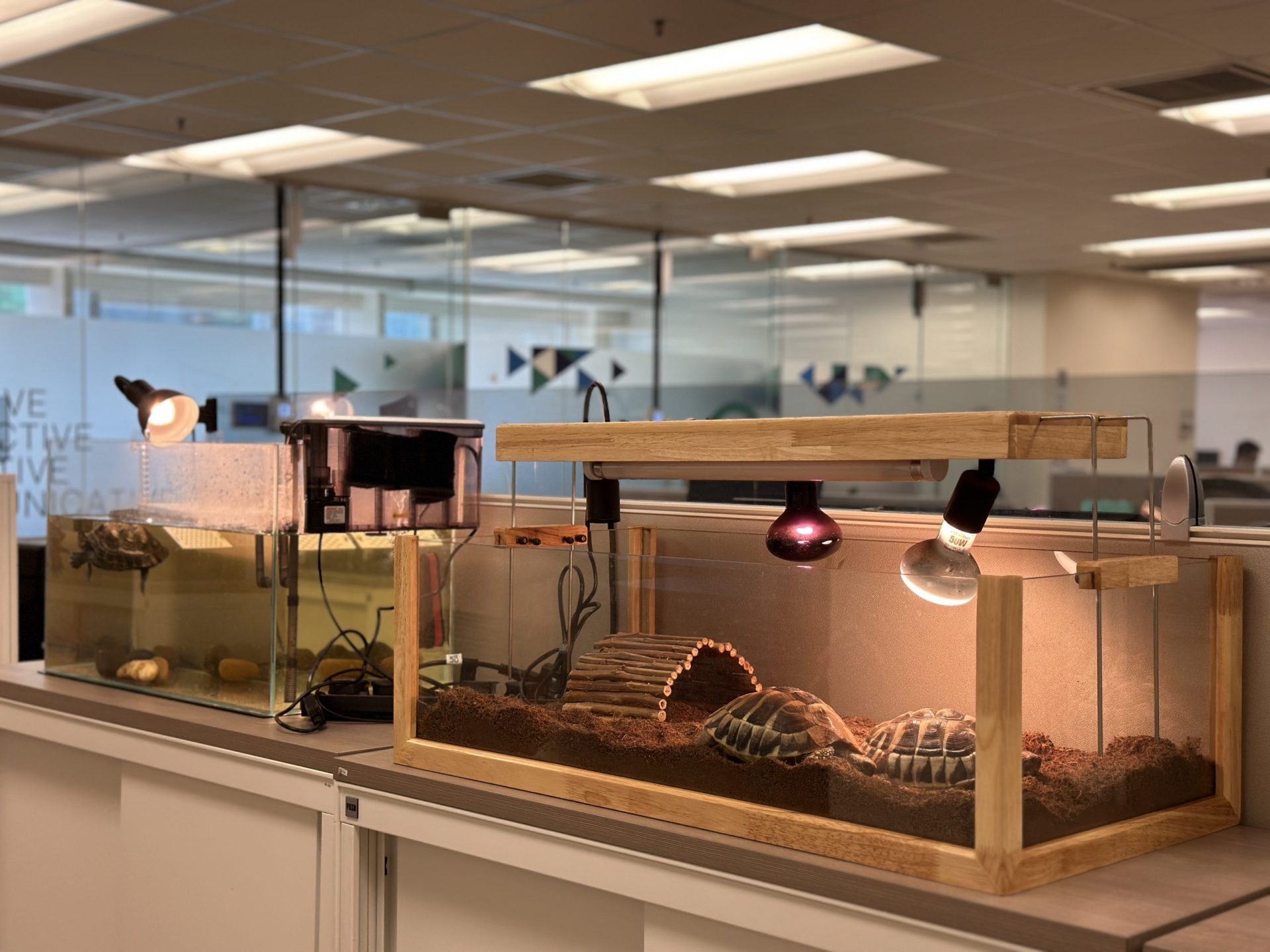 人才招聘 - SEO公司| 數碼營銷| 網上營銷- 香港數碼市場策劃有限公司